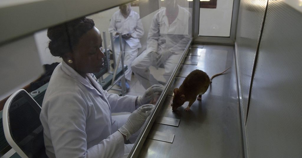 Laboratories in Kenya and Tanzania train rats to detect tuberculosis ...