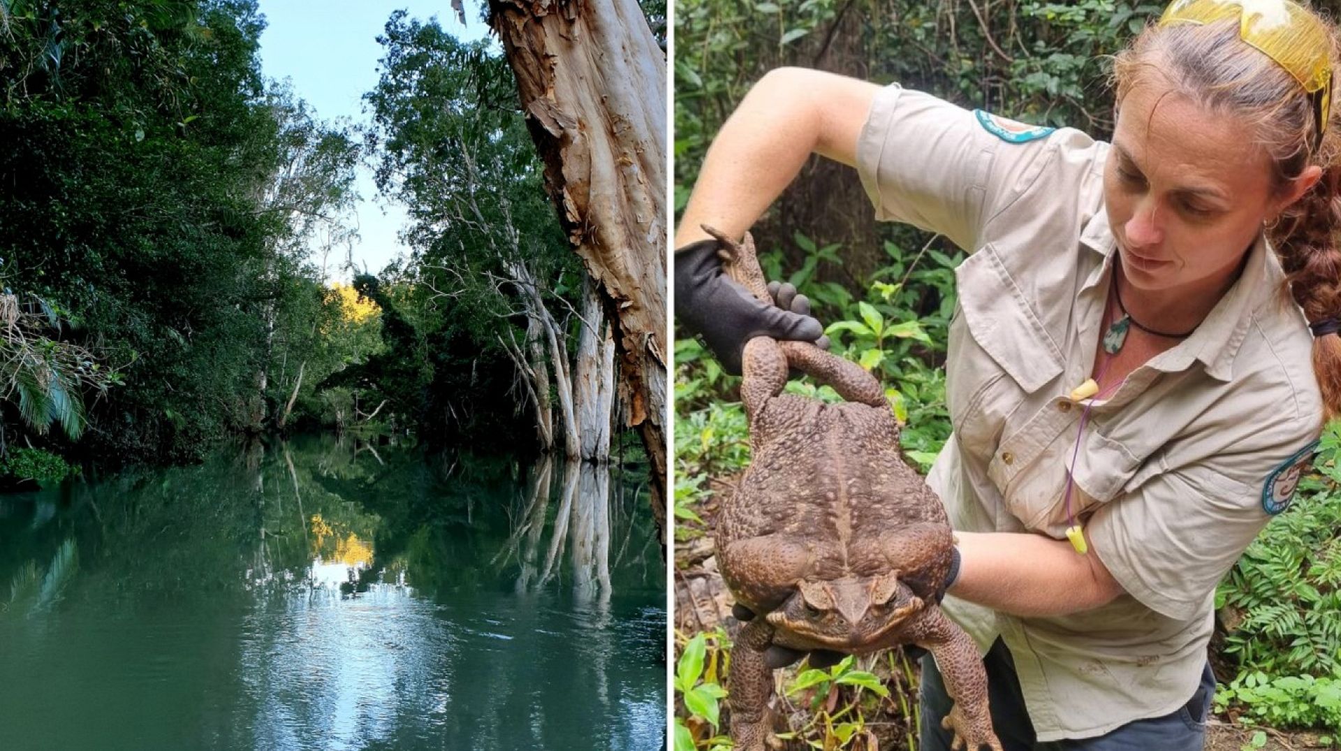 'Toadzilla’: How is this record-breaking toad a threat to Australia’s ...