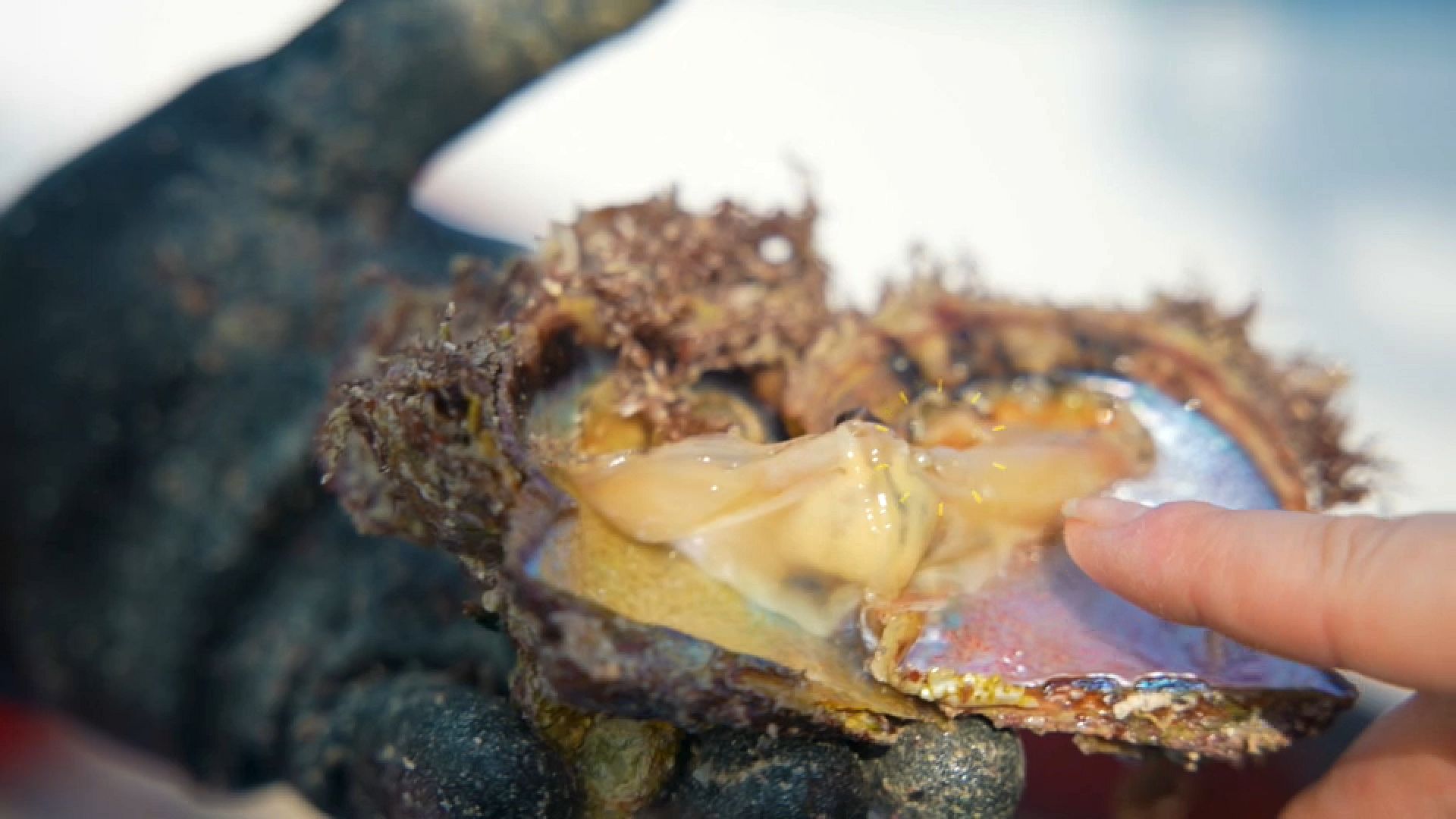 Diving for pearls: from Qatari seabeds to glittering display cases ...