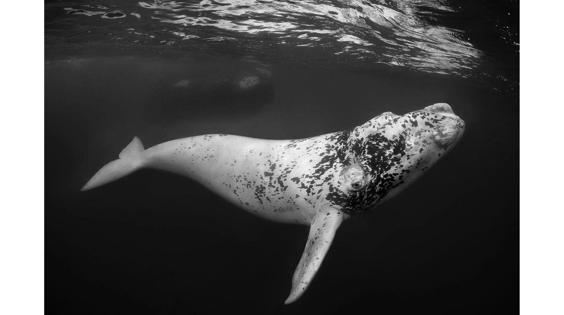 The breathtaking winners of the Underwater Photographer of the Year ...