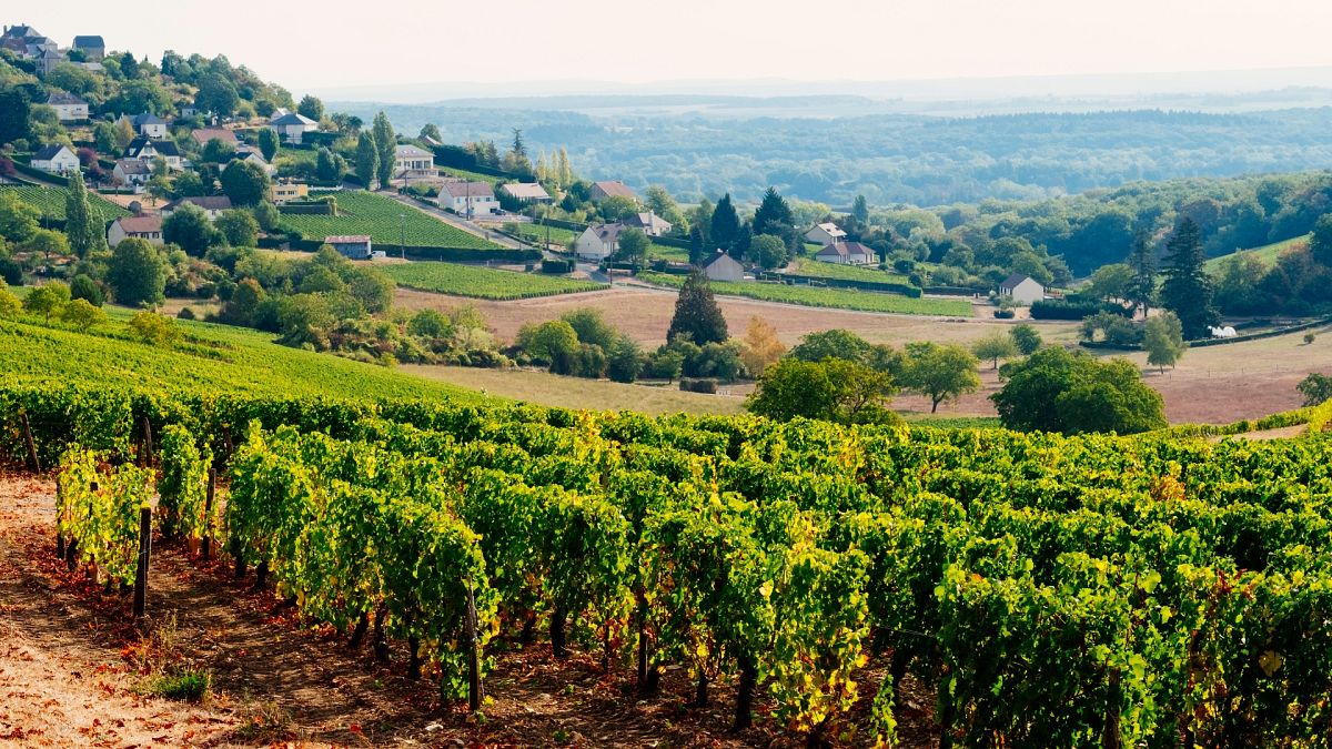 Why do France's winemakers want to destroy their vineyards? | Euronews