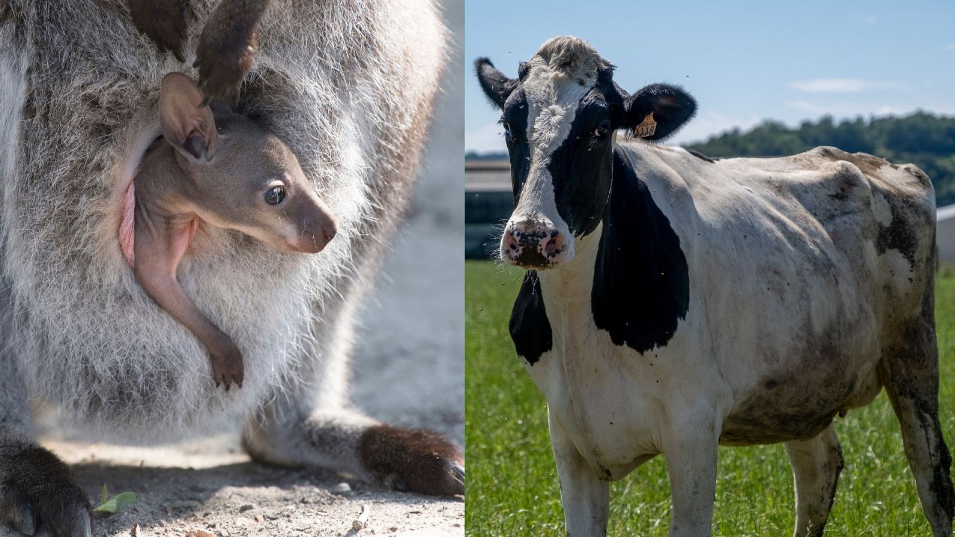 Baby kangaroo poo could be the secret to stopping cows’ methane farts ...
