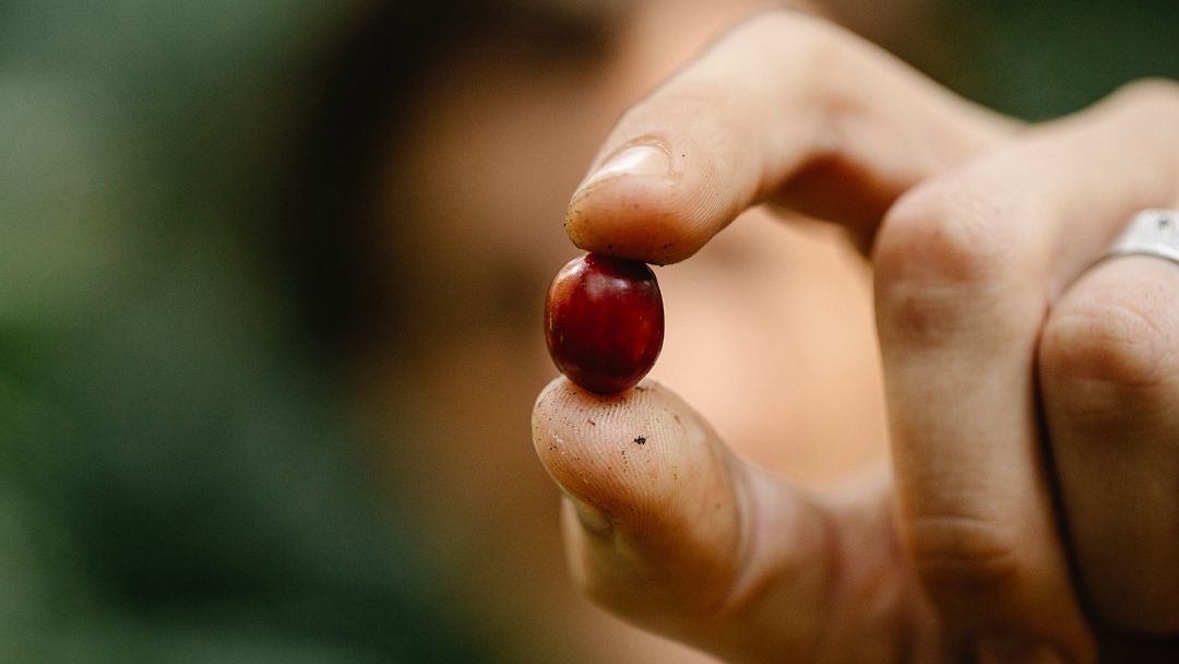 Climate change is redrawing the coffee growing map. Here's how farmers ...