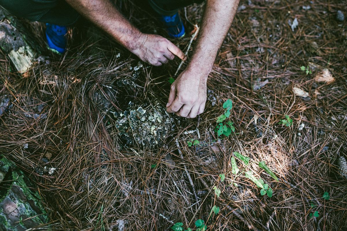 Funga: How does the world’s first fungi-powered carbon removal project ...