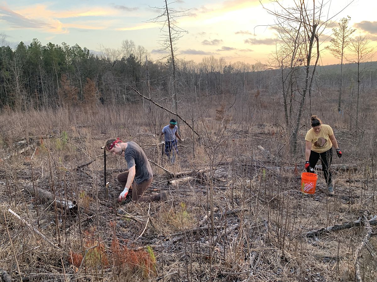 Funga: How does the world’s first fungi-powered carbon removal project ...