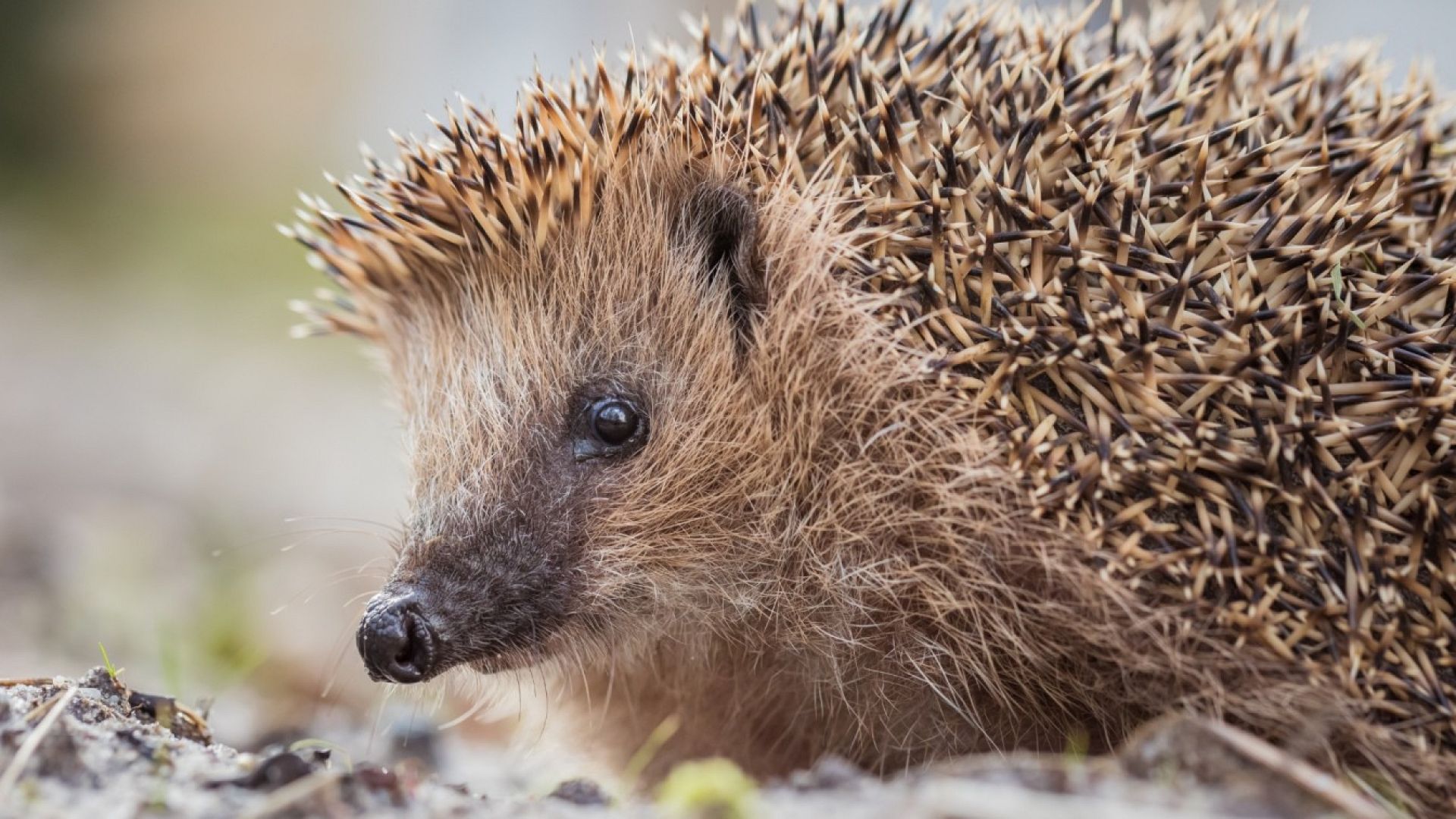 World’s oldest European hedgehog could provide hope for the future of ...