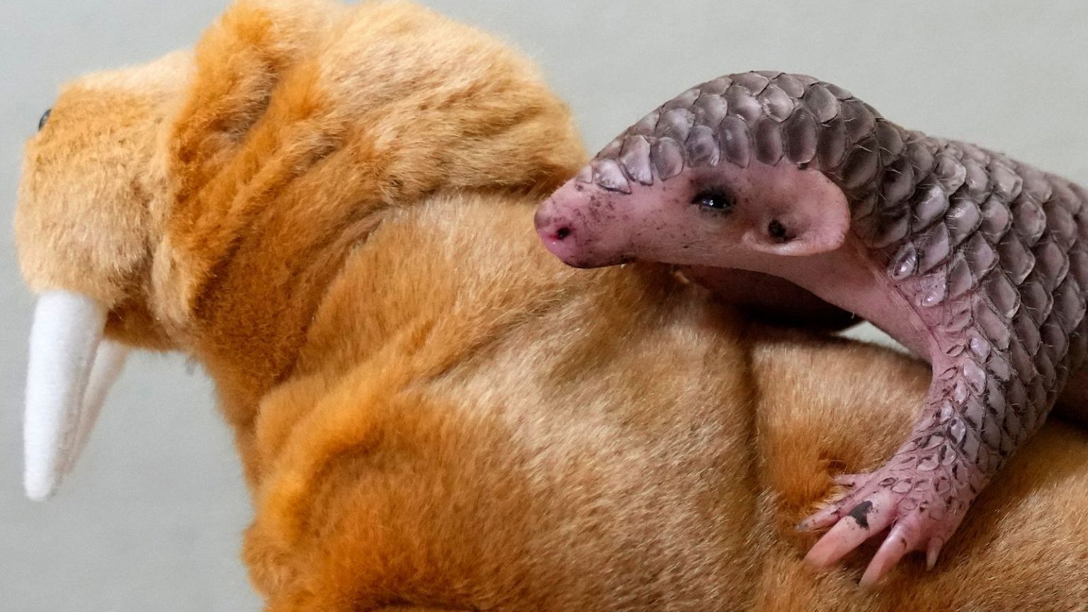 First pangolin born in Europe ‘doing well’ after zookeepers fed her cat ...