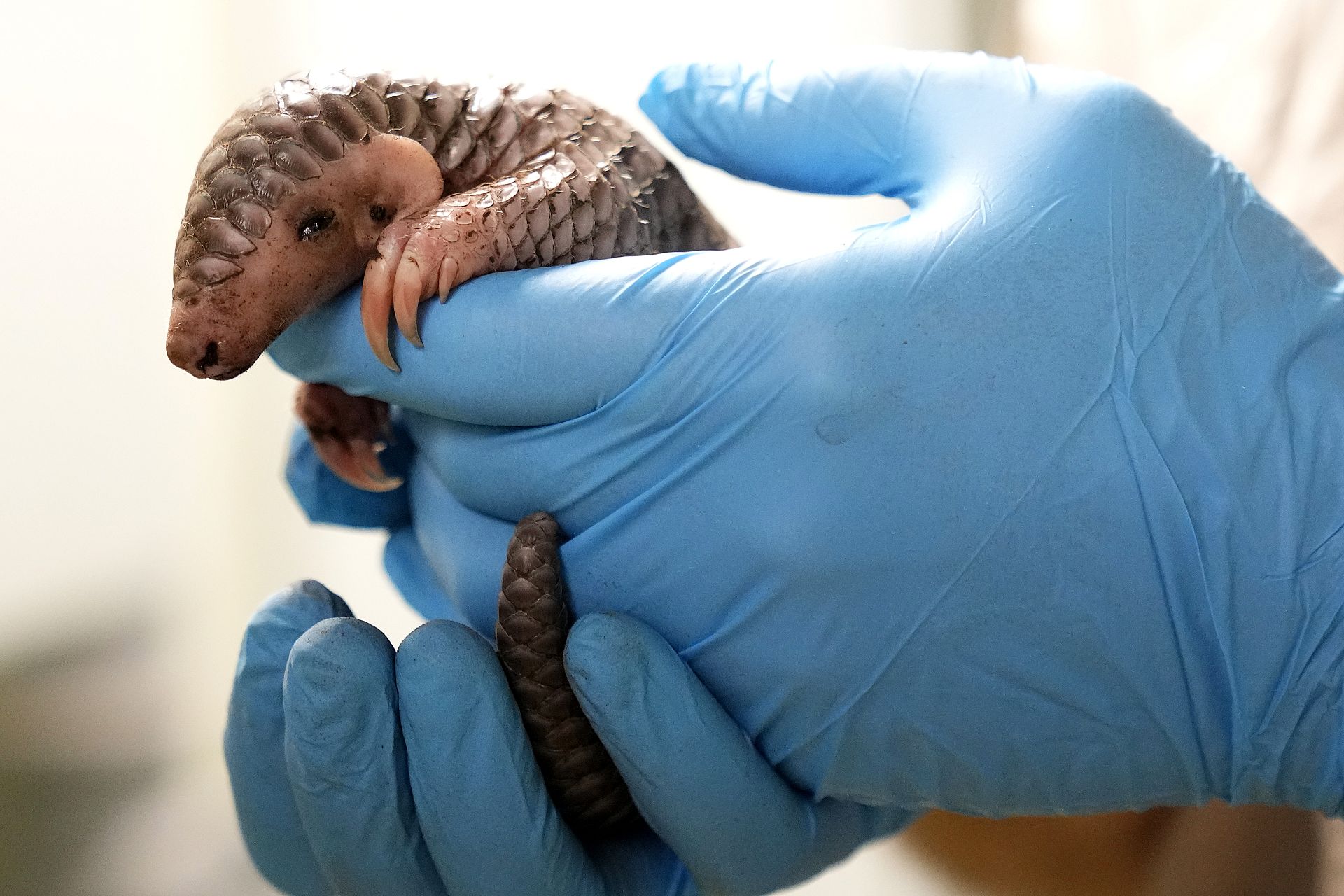 First pangolin born in Europe ‘doing well’ after zookeepers fed her cat ...