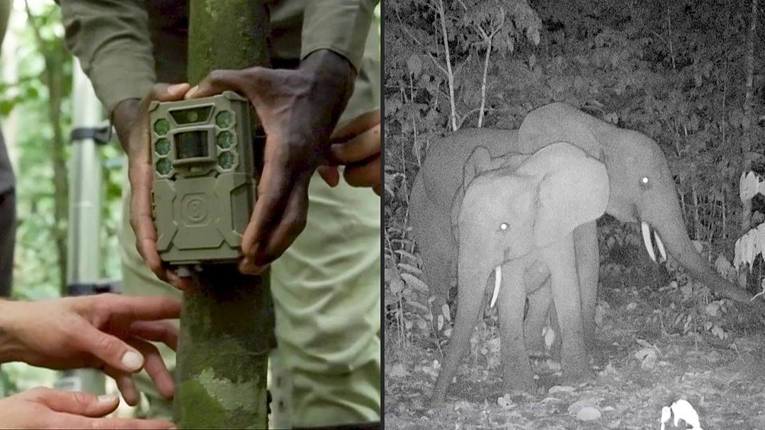 Video. This Dutch invention is helping to catch wildlife poachers red ...