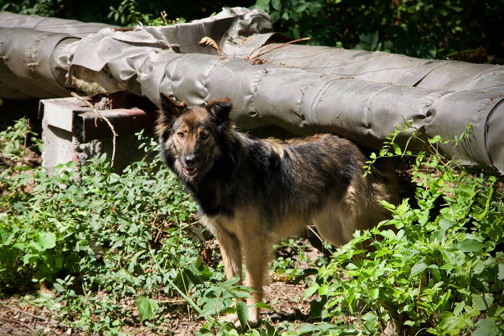 Dogs in Chernobyl could teach scientists how humans can live under ...