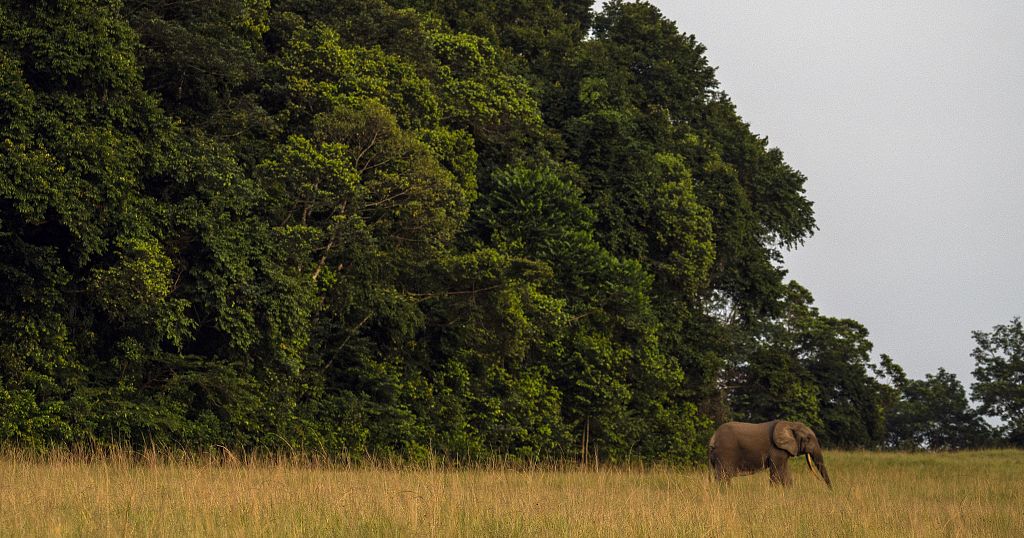 Preservation of tropical forests at heart of Gabon's One Forest Summit ...