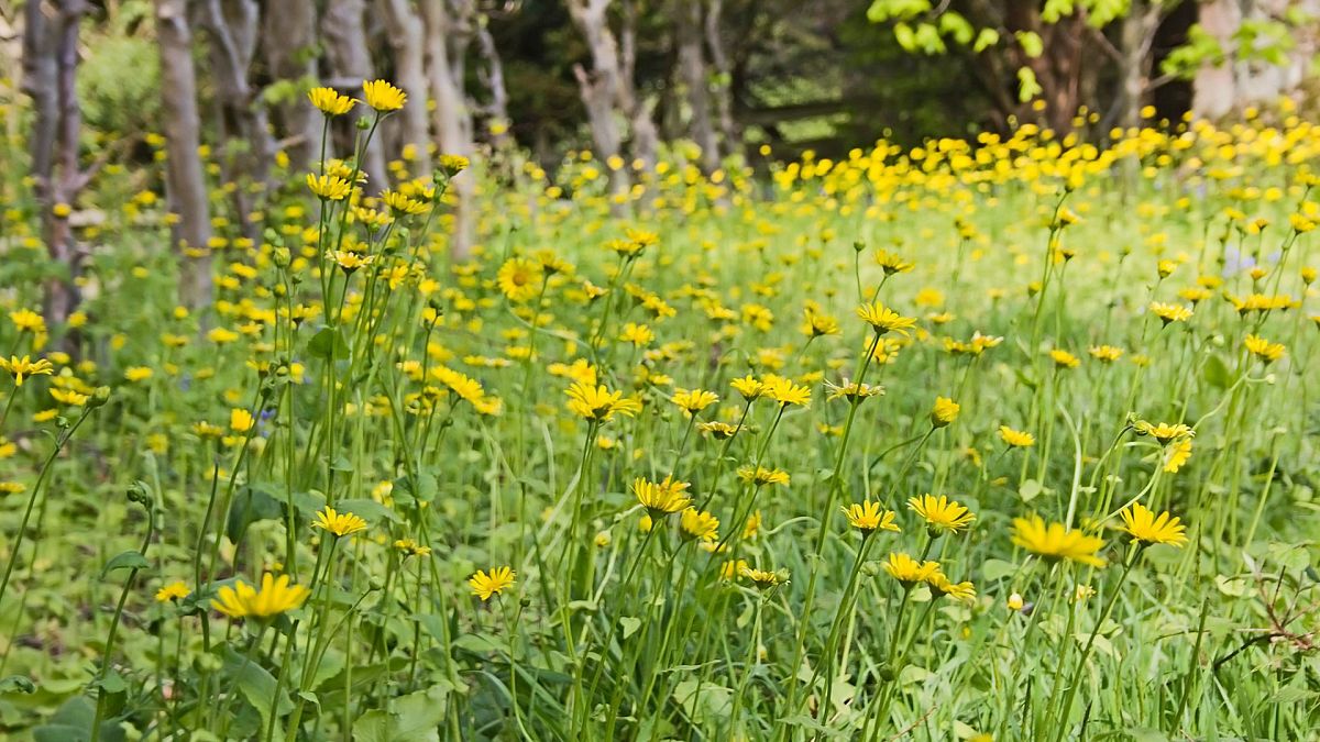 ‘Heartbreaking’: More than half of native plants are under threat in ...