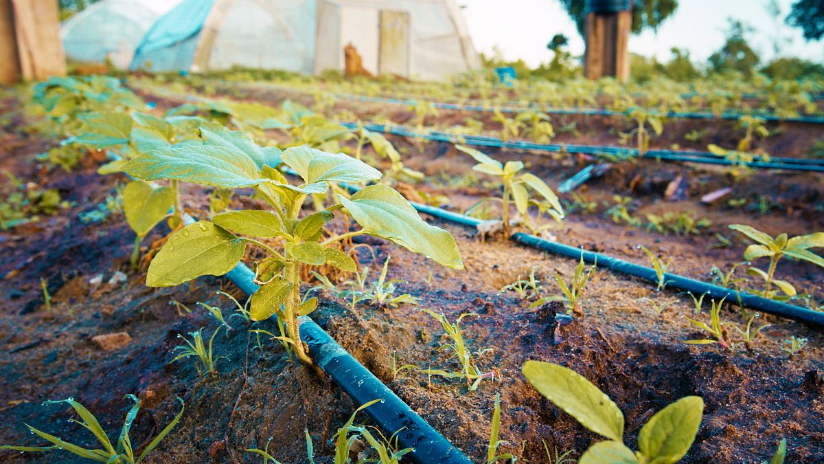 Meet the Tanzanian farmer revolutionising the horticultural landscape ...