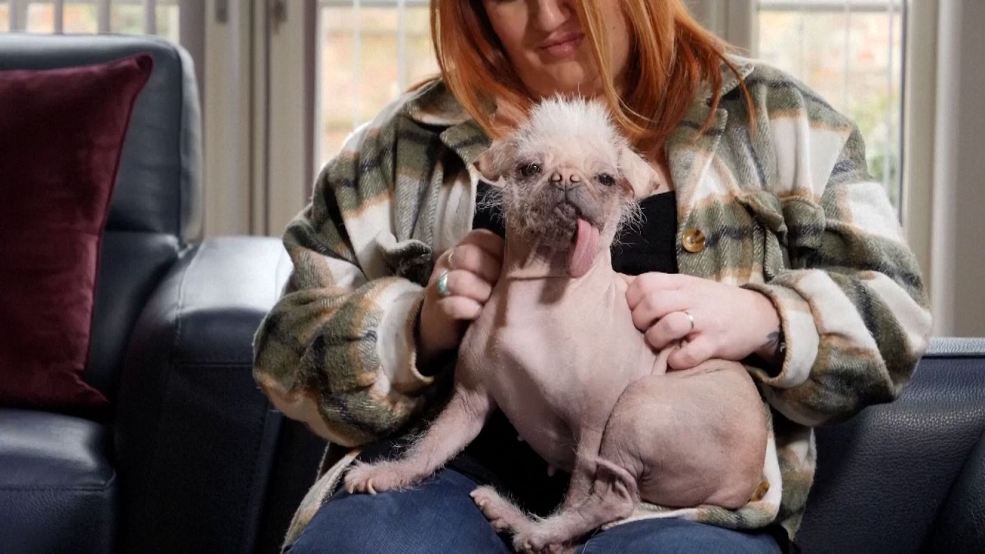 Video. Meet Peggy, the ‘chug’ who’s nabbed Britain’s Ugliest Dog prize | Euronews