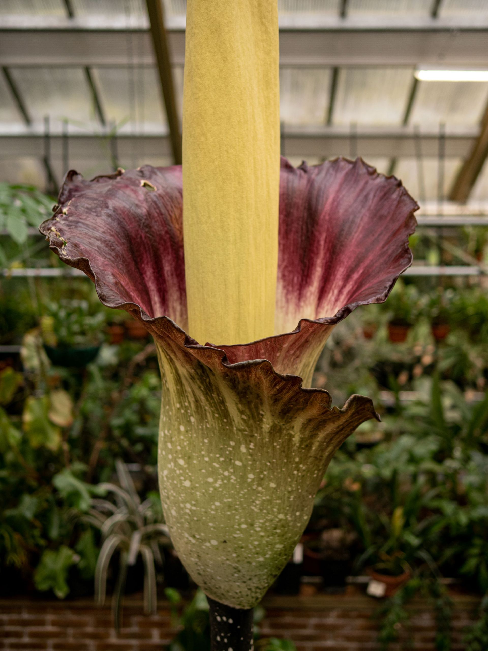 ‘Giant shapeless penis’ plant that smells like rotting flesh blooms in ...