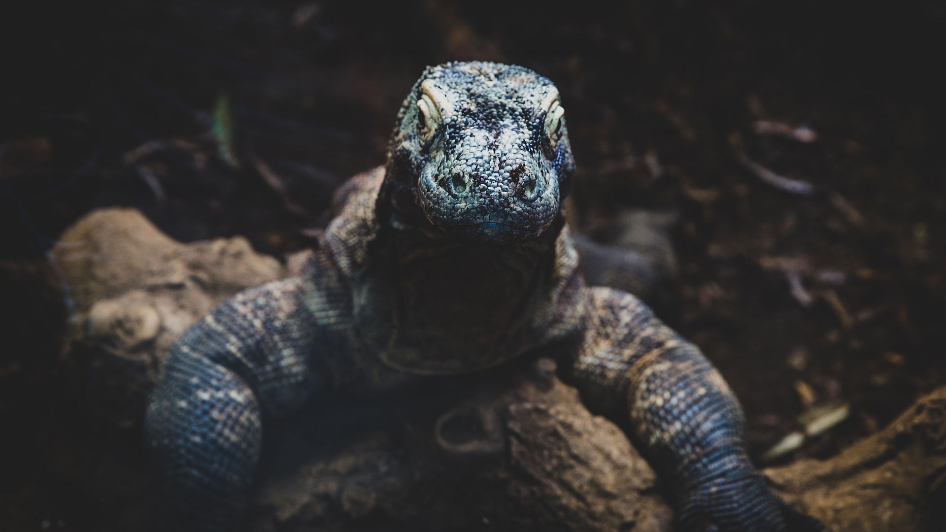 Giants and dwarfs: The curious ‘island effect’ that makes species ...