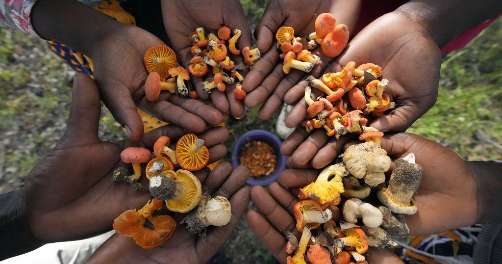 Zimbabwe : la récolte de champignons sauvages à la saison des pluies ...