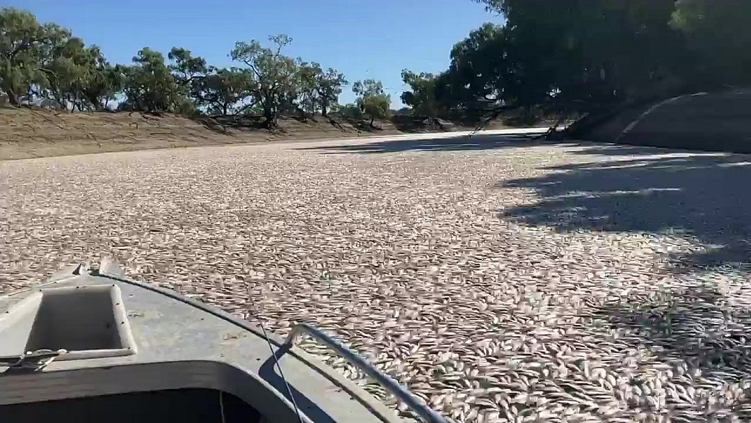 Video. Hitze und Hochwasser: Millionen tote Fische in australischen ...