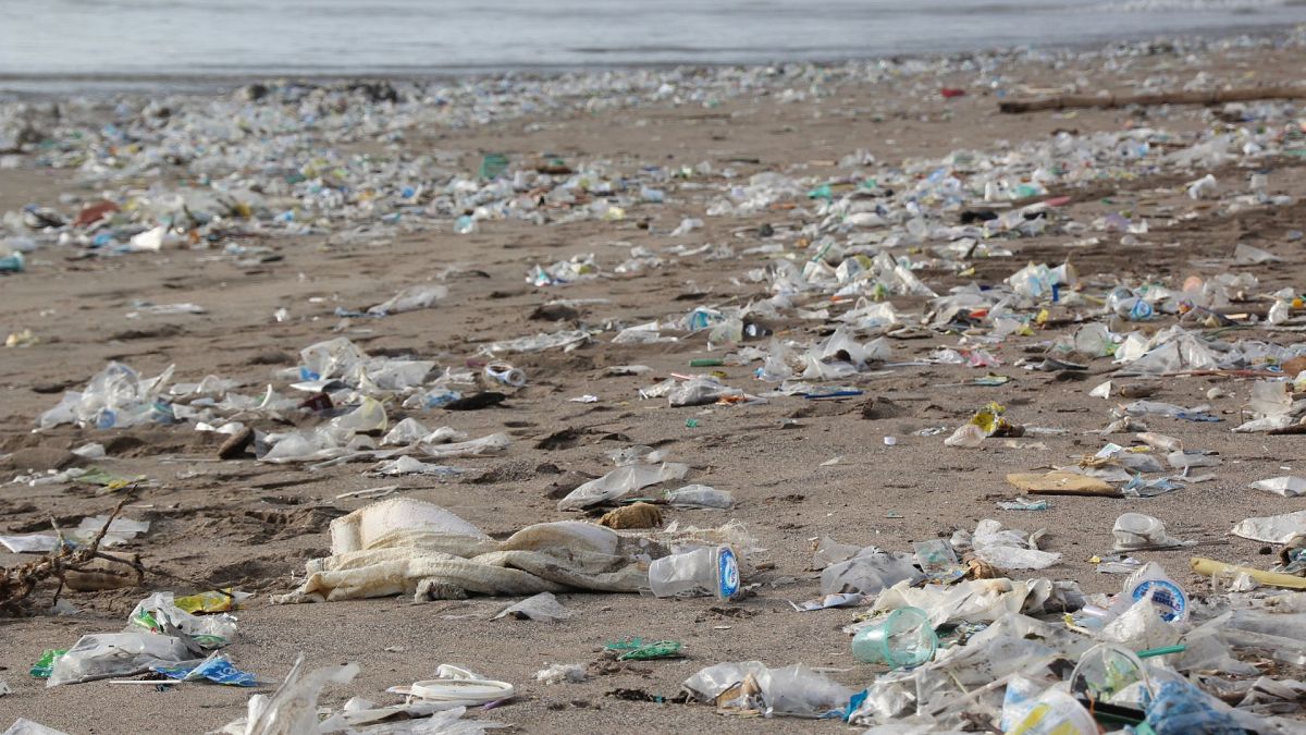 'Plasticosis': Scientists name new disease in seabirds caused by ...