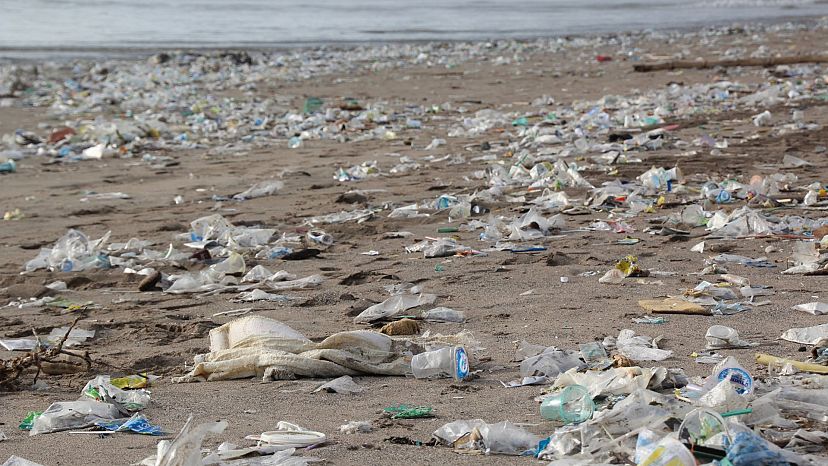 'Plasticosis': Scientists name new disease in seabirds caused by ...