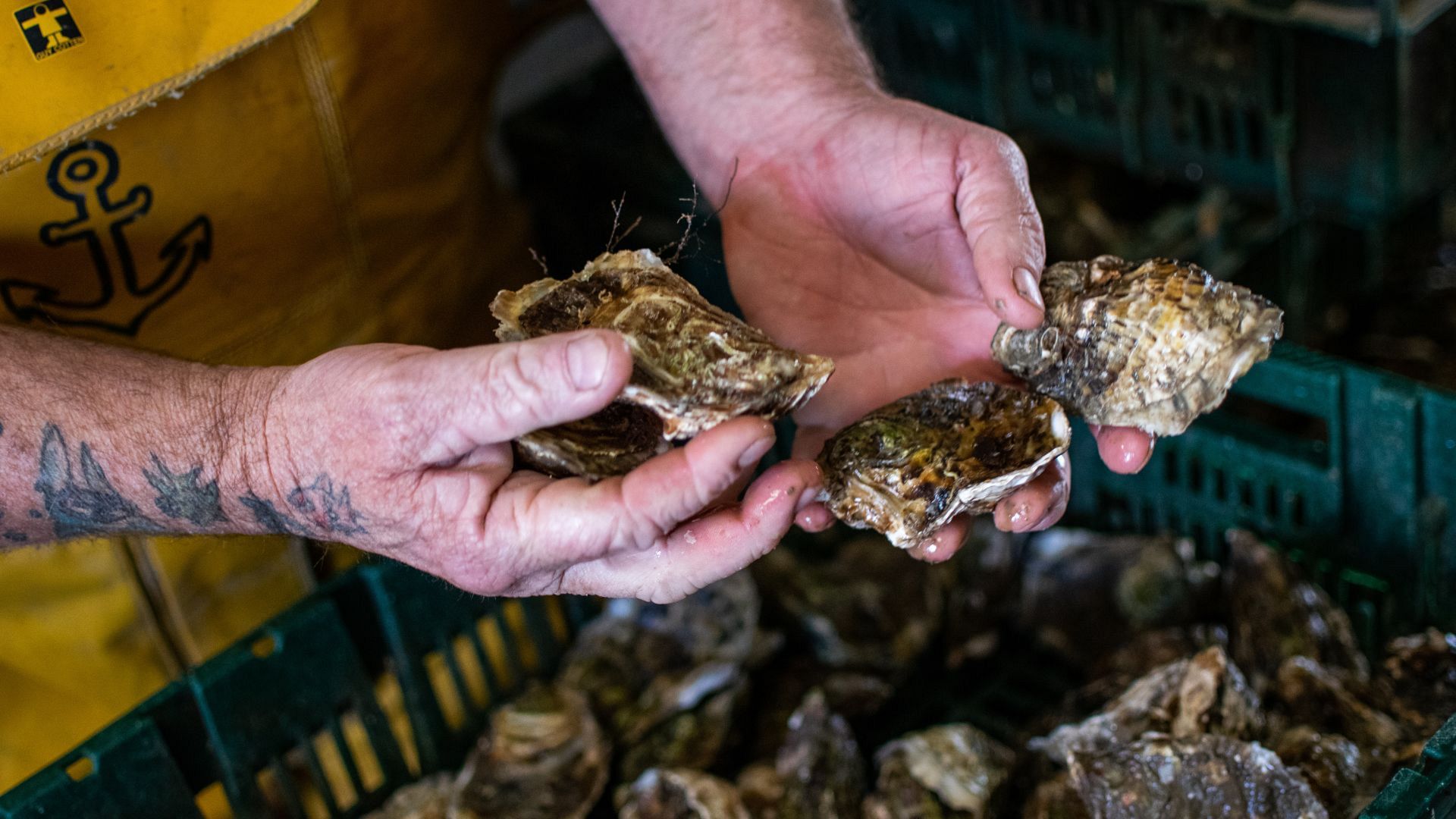 Le crabe bleu, un "serial killer" qui bouleverse l’économie et la ...