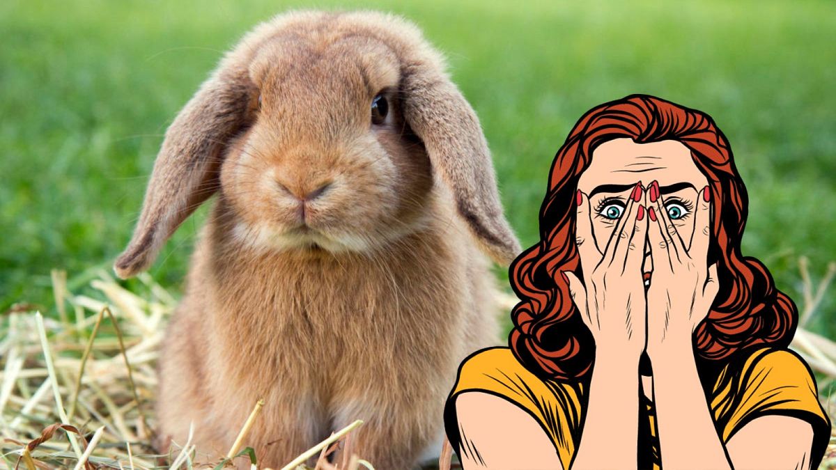 Francophone Week: The perfect French expressions that will give English ...