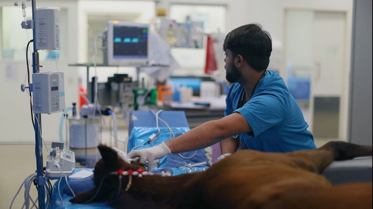 Meet the veterinary interns treating sick and injured horses in Qatar ...