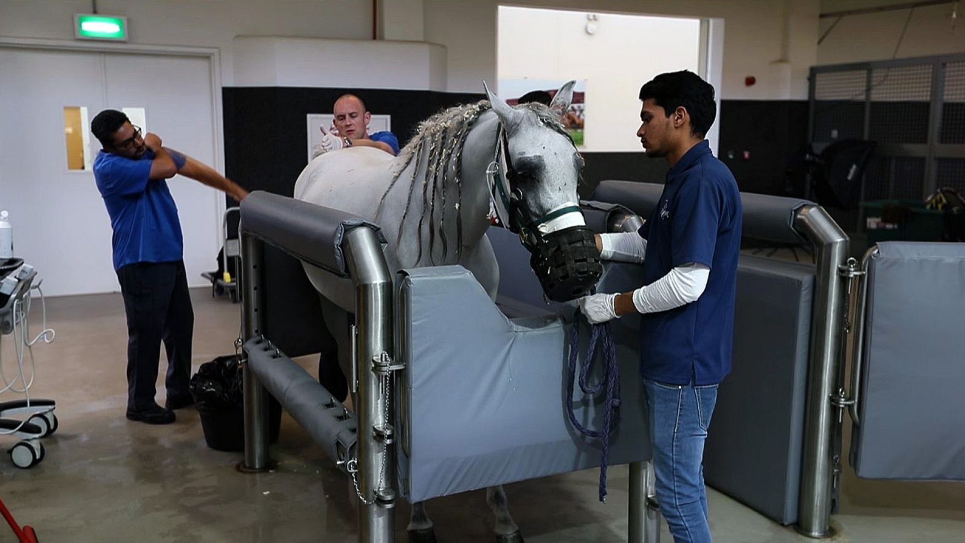 Video. Meet the veterinary interns treating sick and injured horses in ...