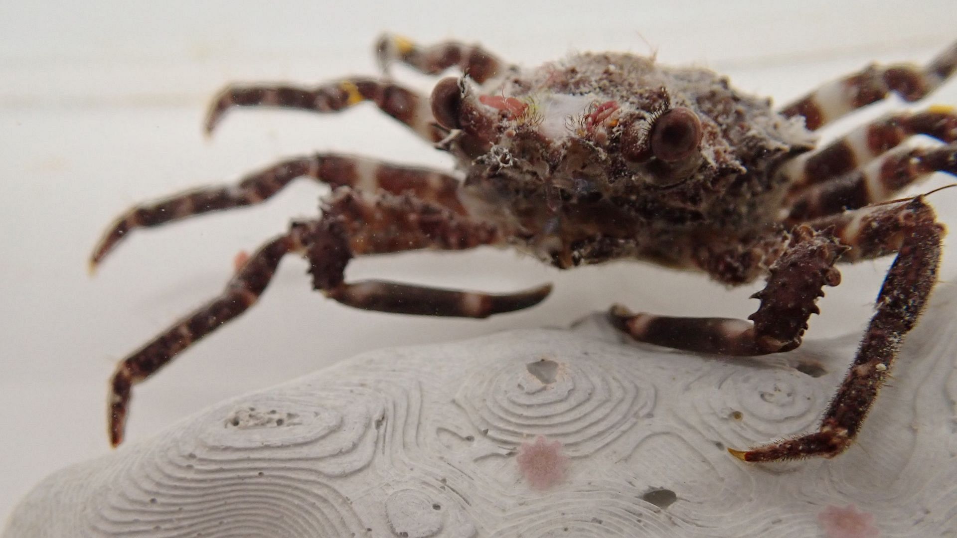 ‘Natural buffer’: Could this tiny red crab help protect the Great ...
