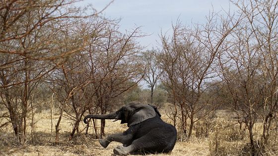 Five elephants shot in Chad, fears of renewed poaching | Africanews