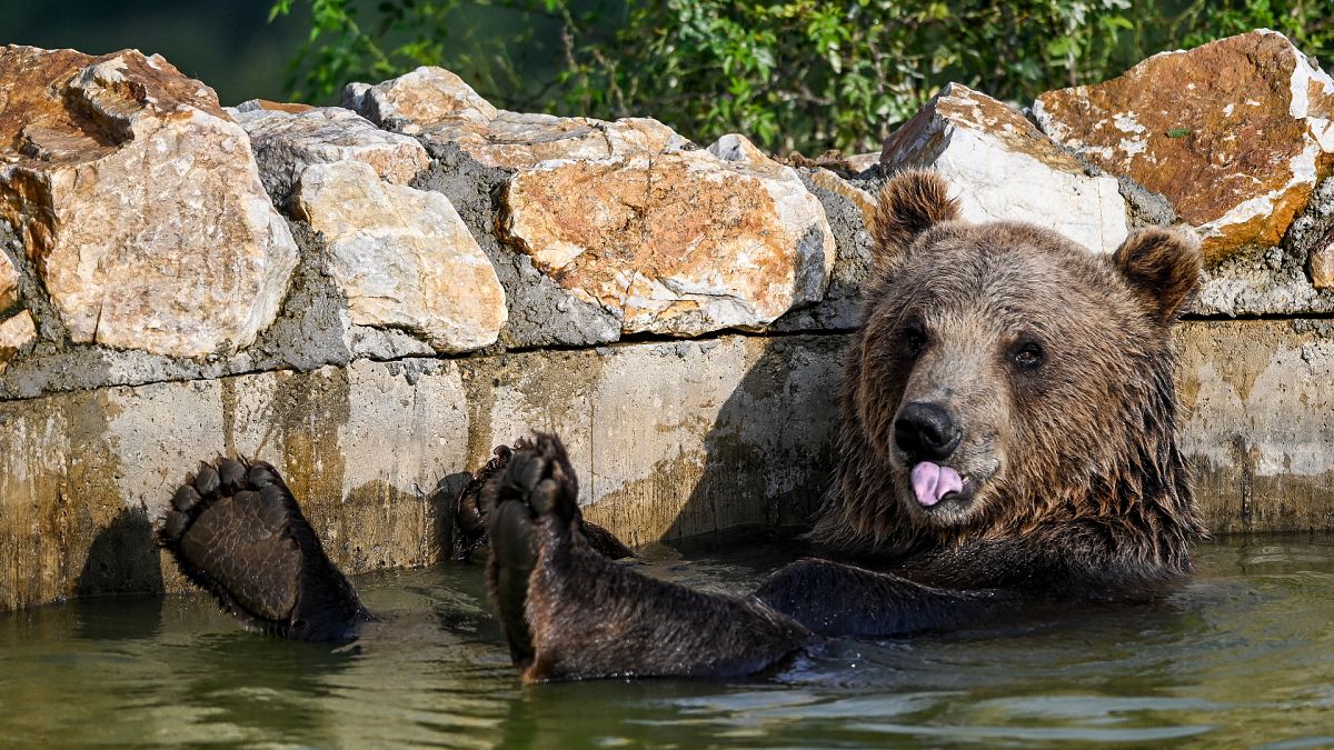 Cull or save? Italy wrestles with the fate of rewilded bear that killed ...
