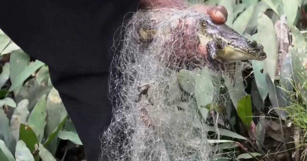 Cameroon's giant frogs threatened with extinction | Africanews