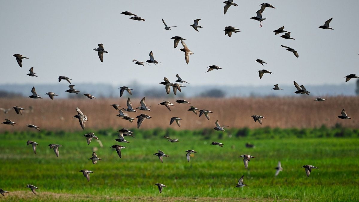 'They compensate’: Birds can adapt to climate change by speeding up ...