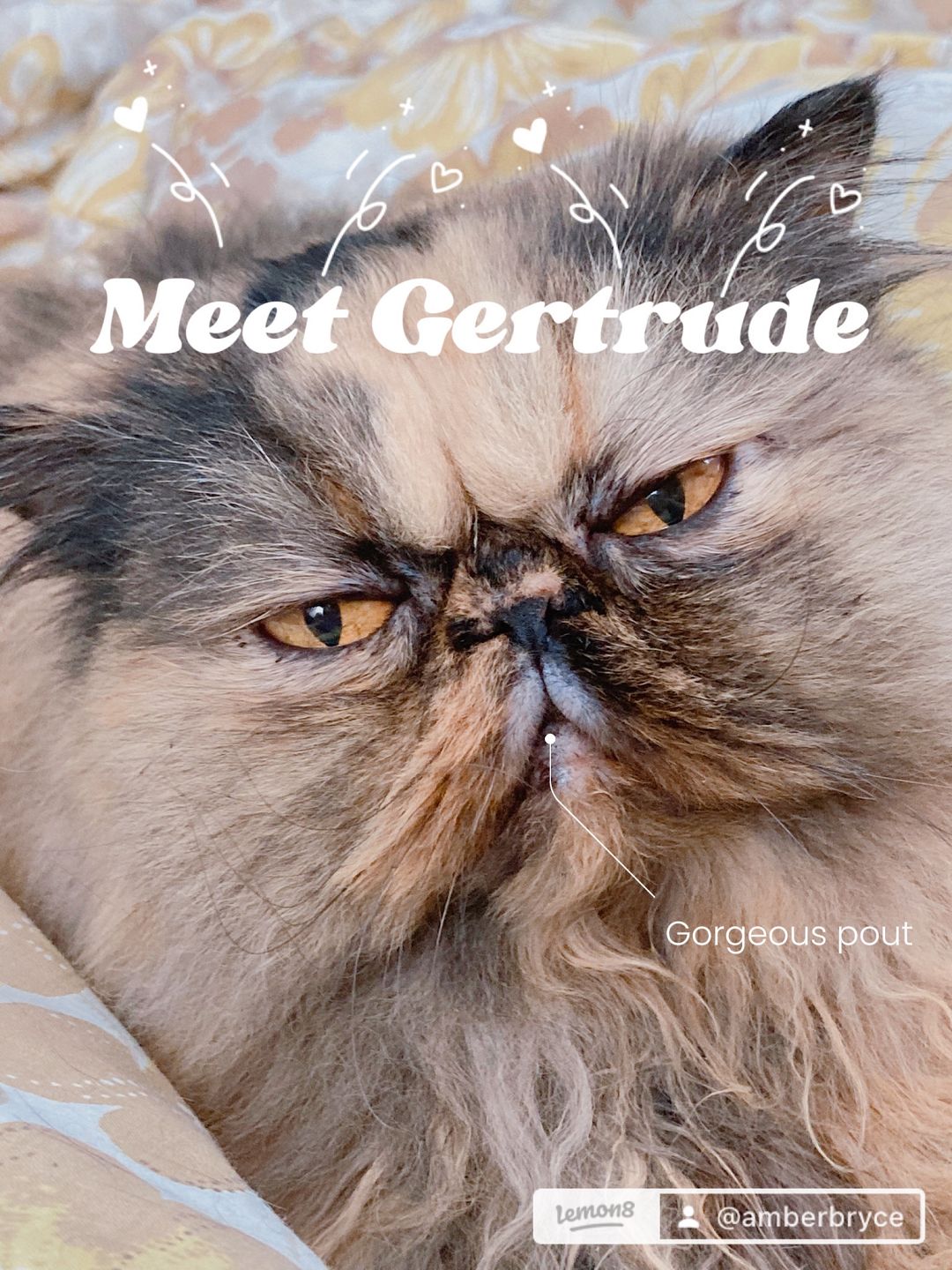 I tried Lemon8, TikTok's sister app growing in popularity amid US ban threat. This is what it's ...