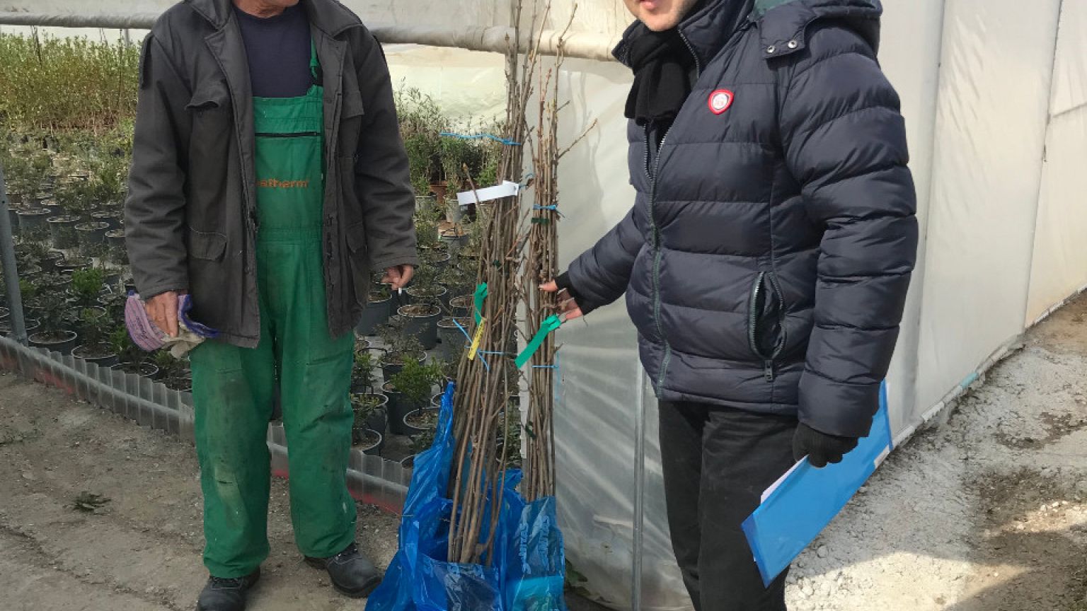 Χιλιάδες σφενδαμόδεντρα από τον Καναδά φυτεύονται σε 13 Δήμους της Β ...