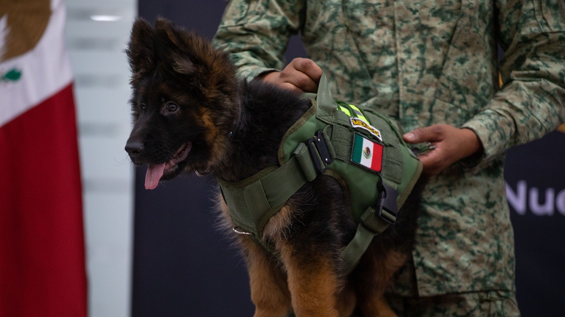 'Proteo' anısına Türkiye'den Meksika'ya hediye edilen 'Arkadaş' köpeği ...