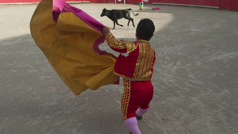 Spain's dwarf bullfighters, the bombero toreros, see red over their ...