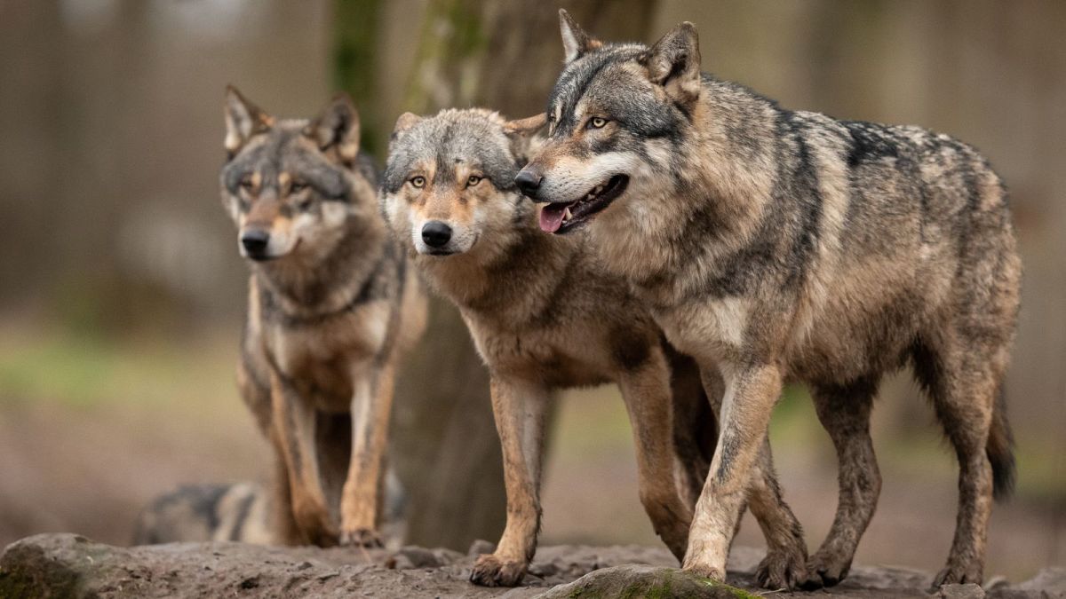 The EU wants to lower protection for wolves. Why has the species ...