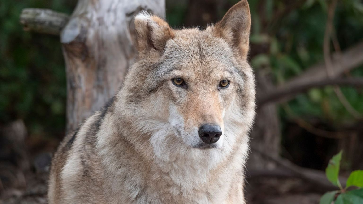 The EU wants to lower protection for wolves. Why has the species ...