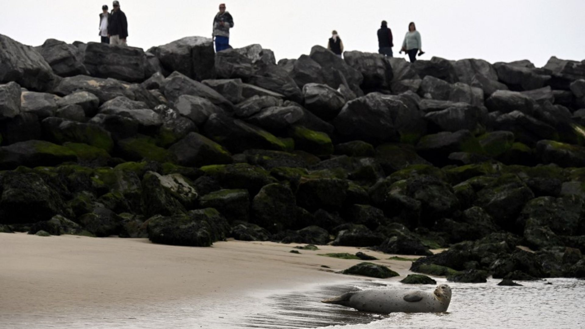 Seals are making a comeback in Belgium: This team of volunteers helping ...