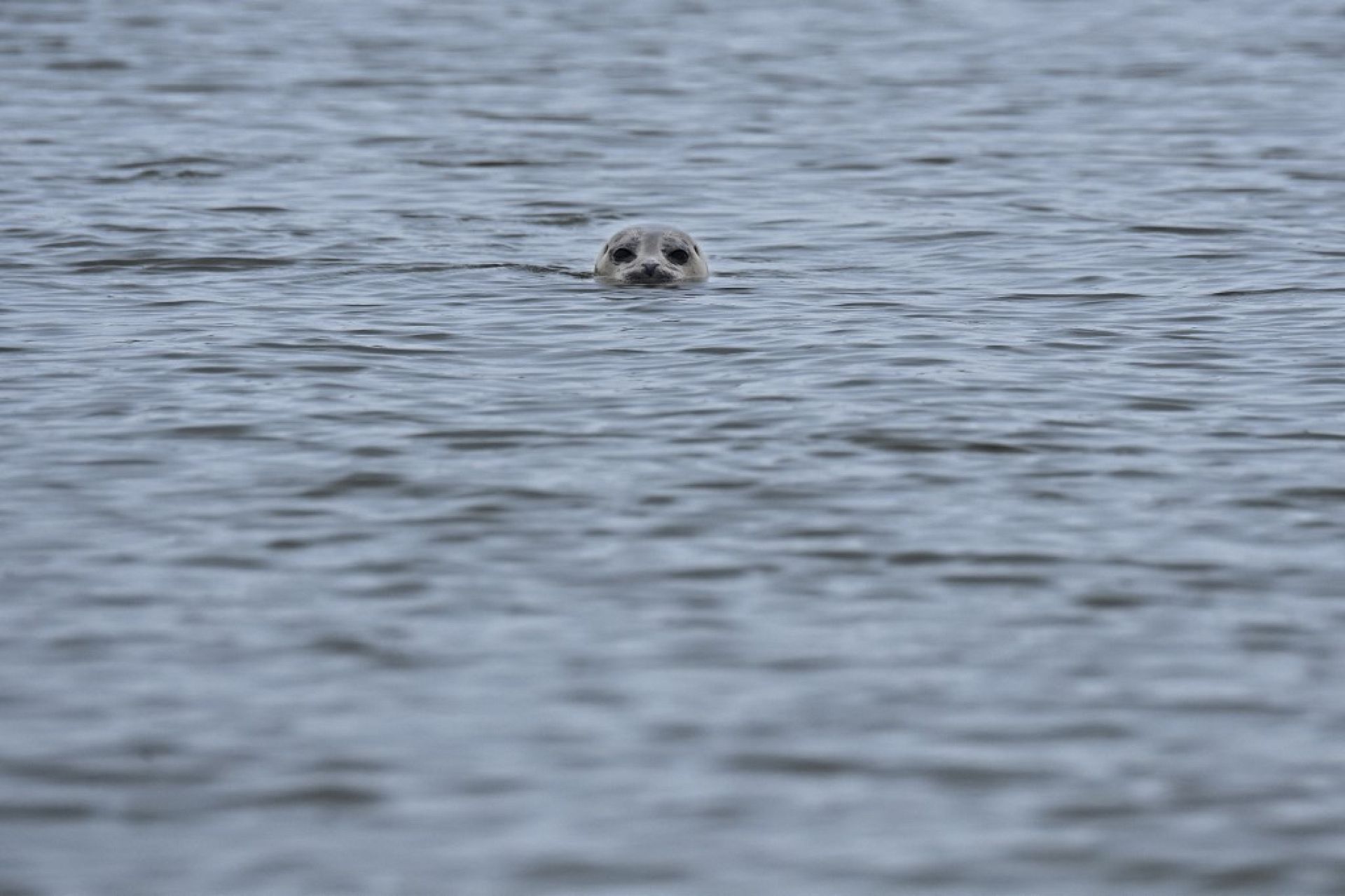 Seals are making a comeback in Belgium: This team of volunteers helping ...