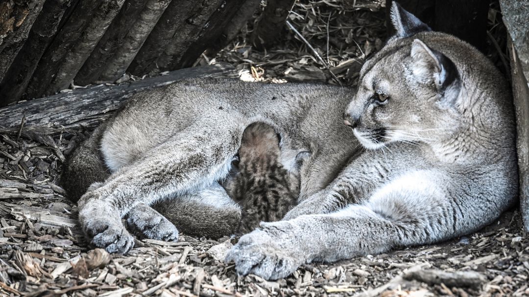 Pumas, lynx and panthers: Are big cats really roaming the British countryside? | Euronews