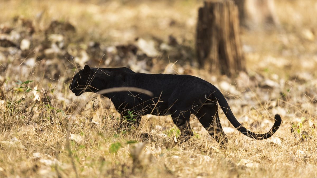 Pumas, lynx and panthers: Are big cats really roaming the British ...