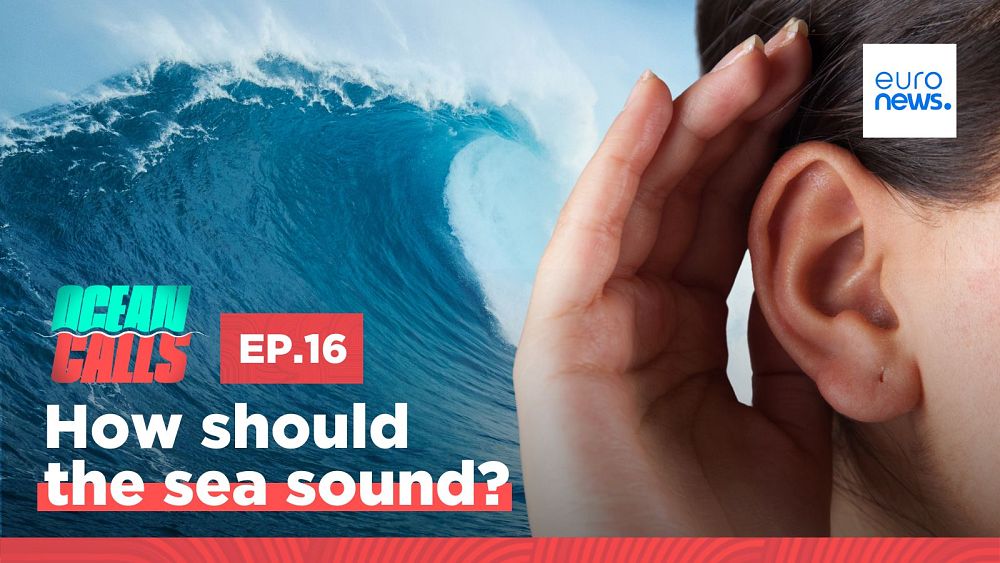 Podcast: ‘An acoustic world’ – marine experts on the noises and sounds ...