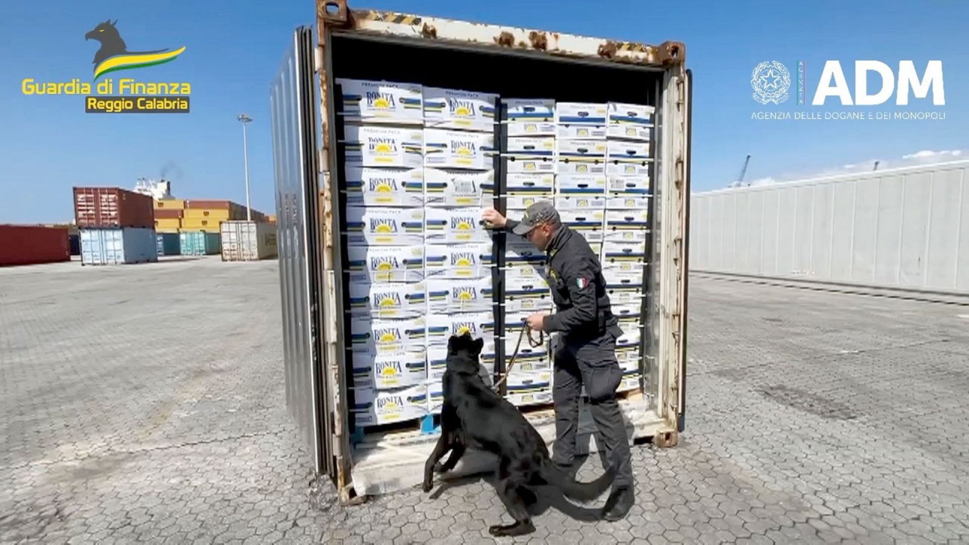 Italian police dogs find 2,700 kilos of cocaine hidden in a banana ...