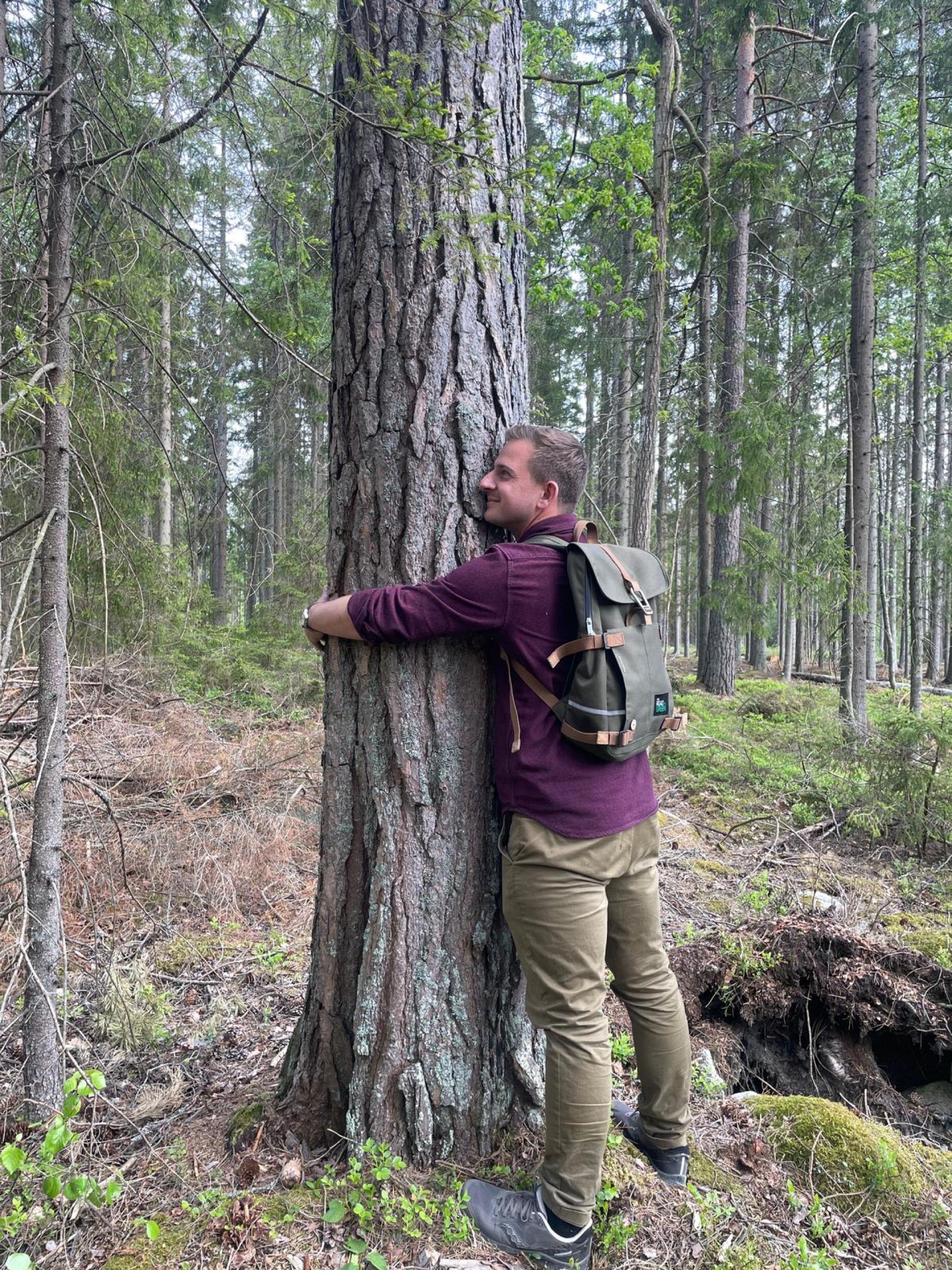 Bigger and healthier forests: how can we protect our carbon sinks ...