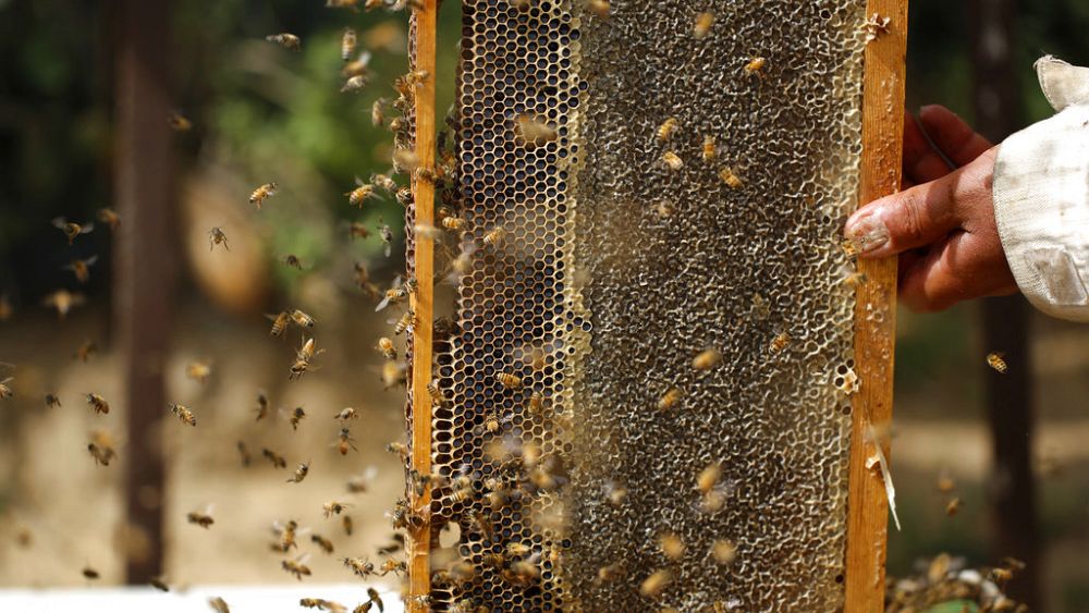 نحالون فلسطينيون يعتنون بخلايا النحل عبر الحدود المضطربة في غزة | Euronews