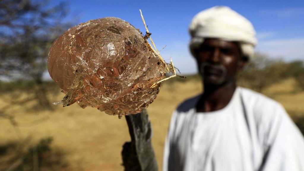 Gum arabic threatened by the war in Sudan | Africanews