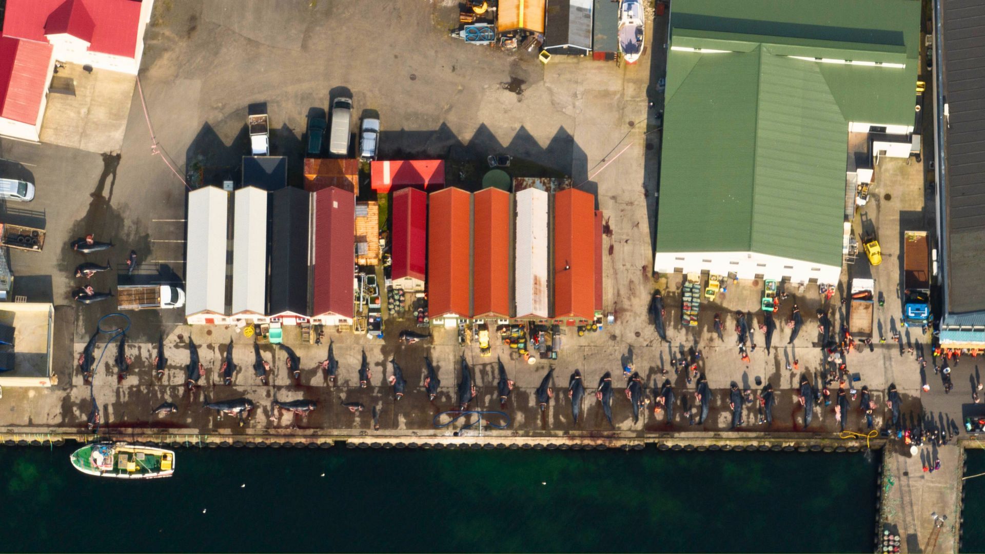 'Blood sport' or 'humane and quick'? Controversial whale slaughter ...