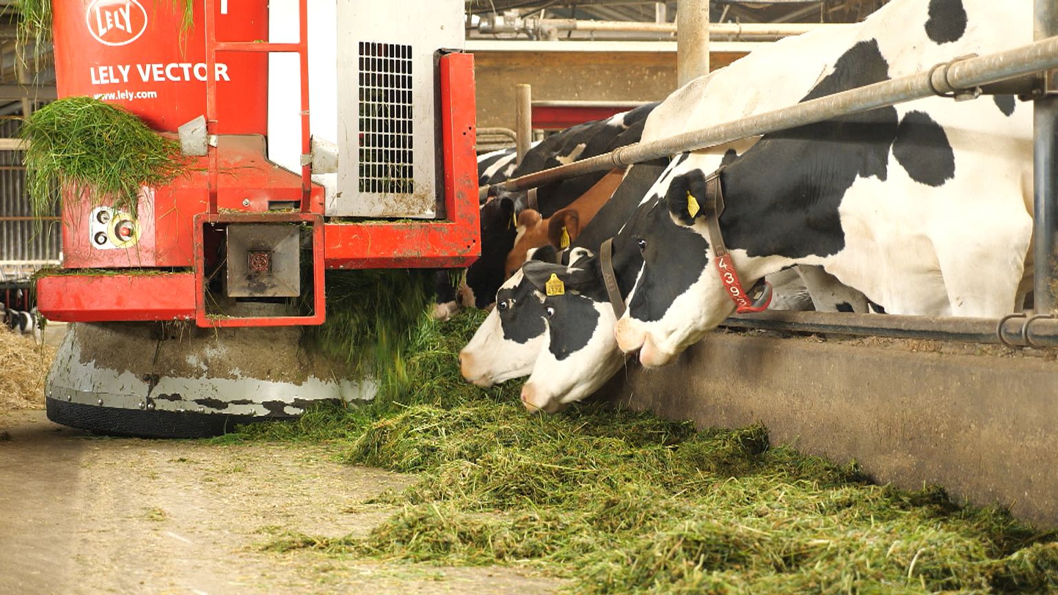 Vacas Lecheras Granjas Industriales Vacas En Una Granja Lechera, Una